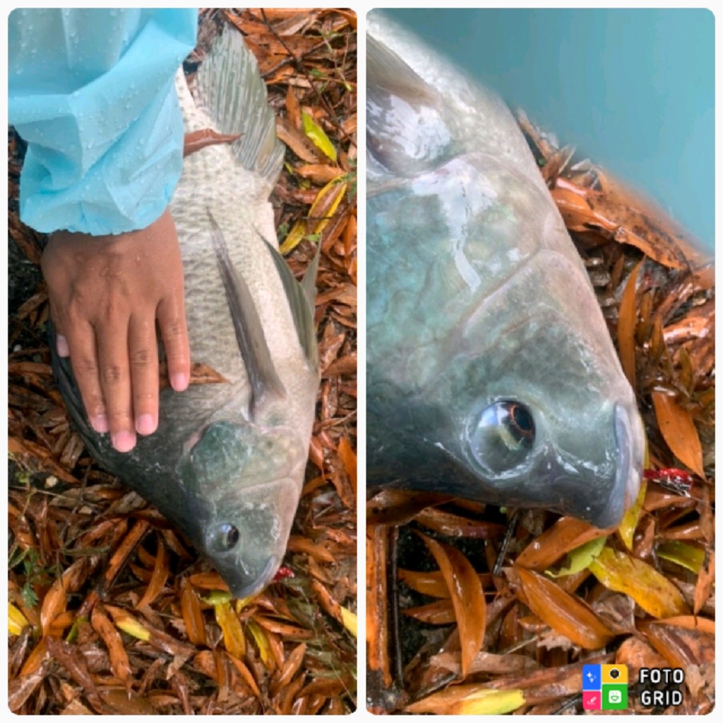 【LUZ路亞】【現貨】小盾vib 根釣 雞爪鉤 蝦型黑鯛餌 顫泳 路亞 米諾 假餌 軟蟲 岸拋 微拋 鉛筆 路亞餌 亮片 | 蝦皮購物