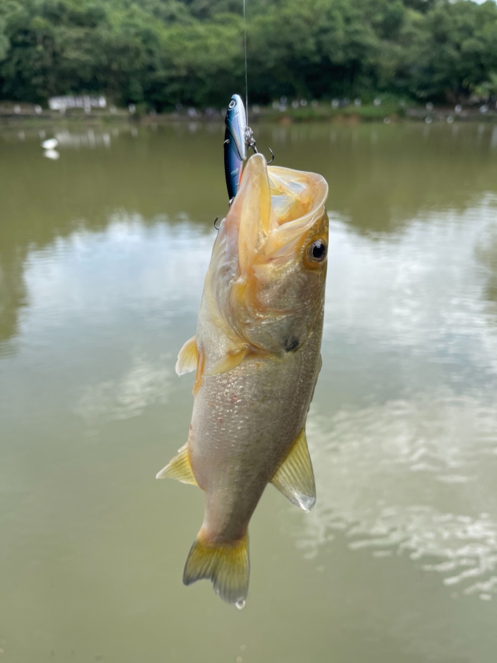 【LUZ路亞】【現貨】二代土撥鼠VIB 3.5g／7g 假餌 鐵板 亮片 T尾 米諾 亮片 軟蟲 根魚 顫泳 路亞假餌 | 蝦皮購物