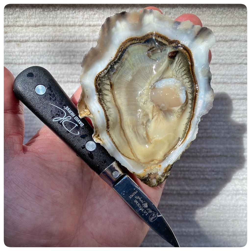 David Hervé 大衛赫維。原廠生蠔刀 La Fourmi Oyster Knife 法國製造 | 蝦皮購物