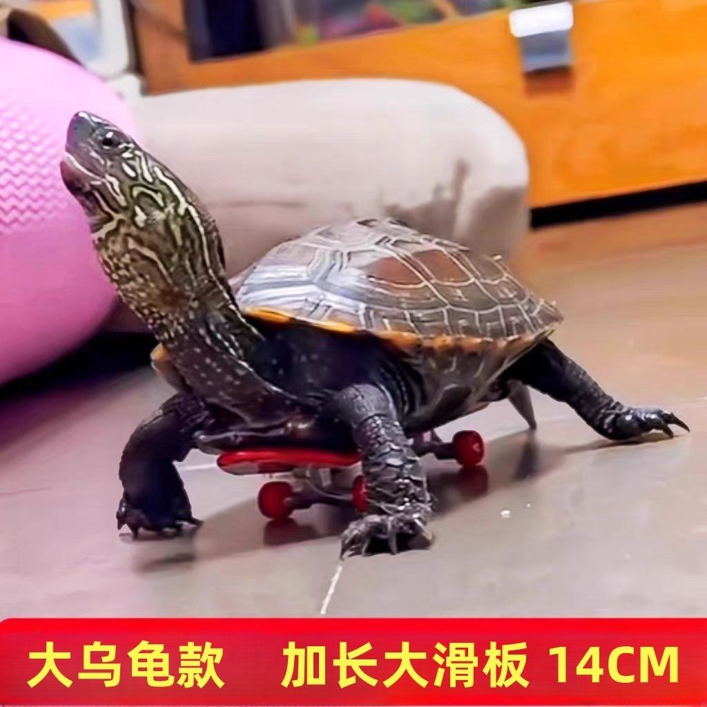 烏龜滑板 烏龜滑板車 烏龜玩具 陸龜滑板 陸龜玩具 指尖滑板 手指滑板 迷你滑板 手滑板 迷你烏龜滑板 寵物滑板 小滑板 | 蝦皮購物