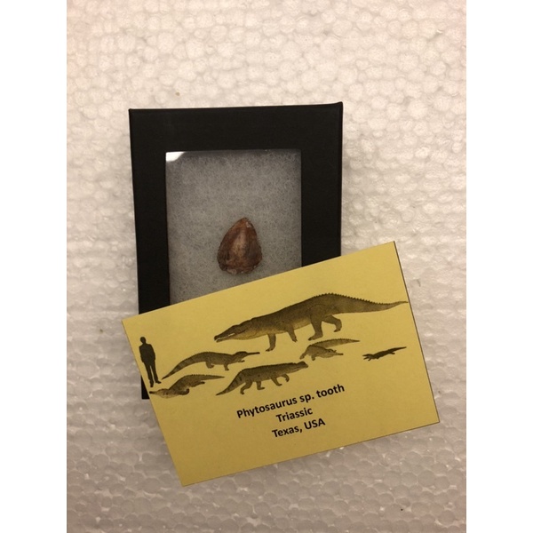 植龍類牙齒化石Phytosaurus sp. tooth (牙皮顏色繽紛) | 蝦皮購物