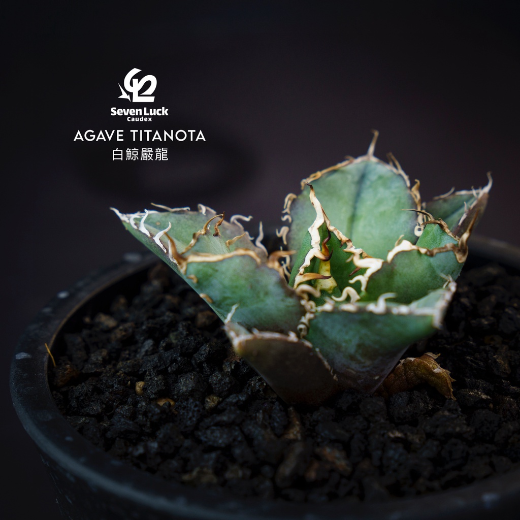 SL’s 植物園-龍舌蘭[白鯨AGAVE TITANOTA 'WHITE WHALE'] | 蝦皮購物