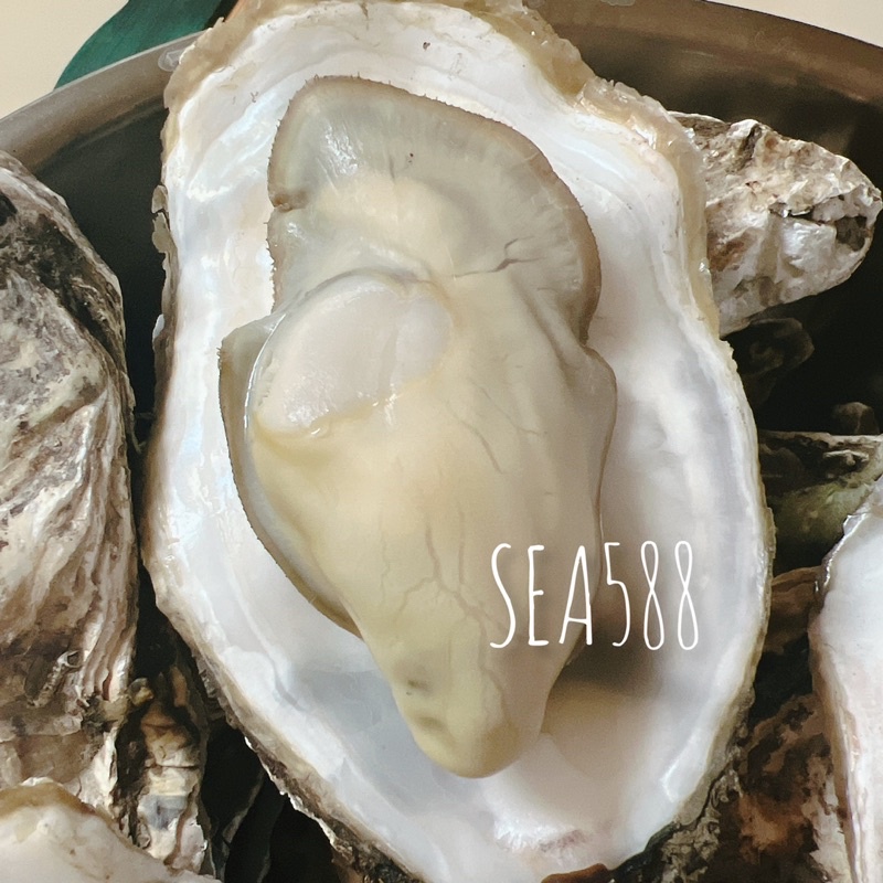 【SEA588】馬祖生蠔 帶殼 超爆肥 超大顆 中秋必備 | 蝦皮購物