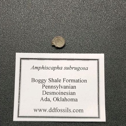 [海膽的刺]Amphiscapha subrugosa/海螺化石_47 | 蝦皮購物