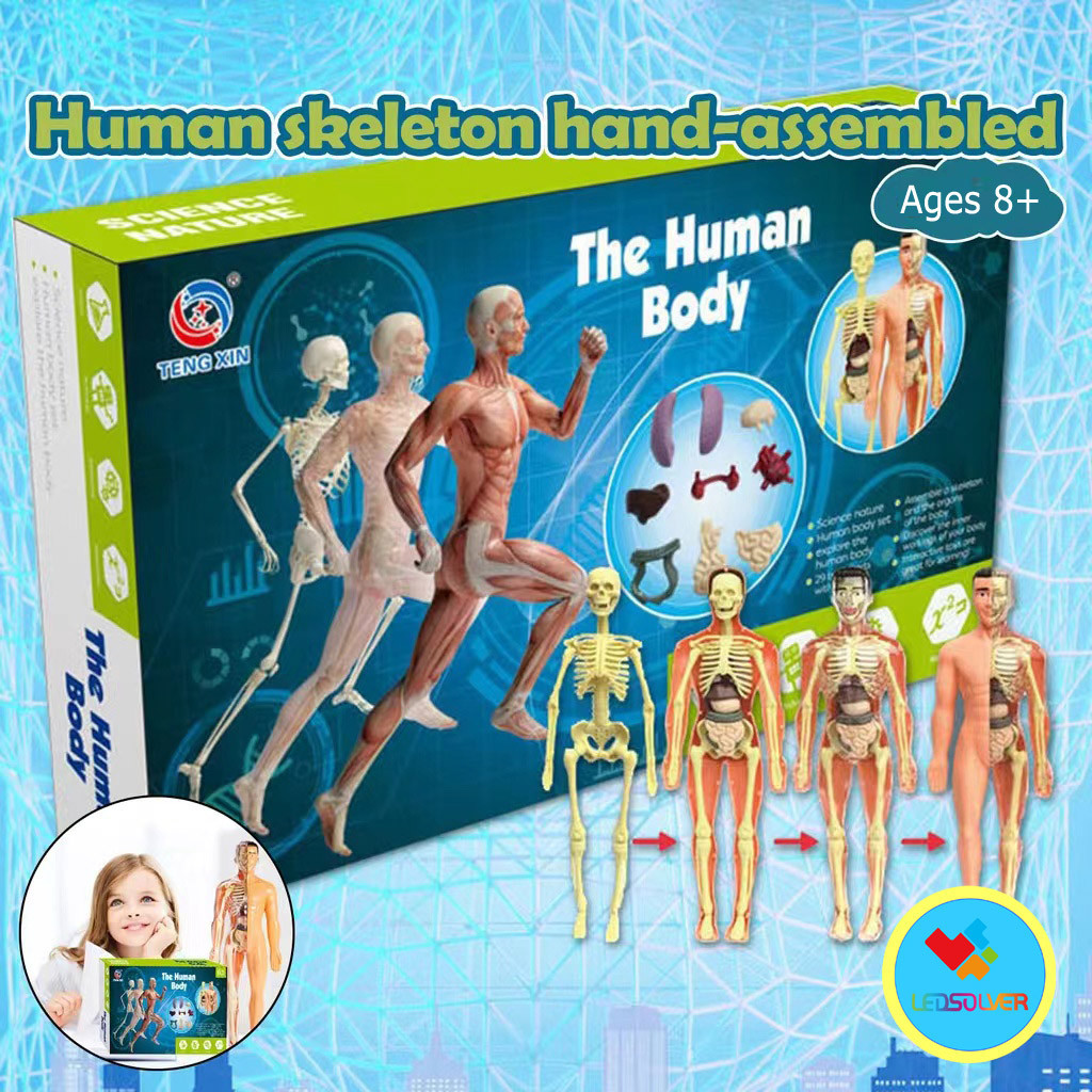 Educational Toys 3D Body Puzzle STEM Toys Human Body Model f | 蝦皮購物
