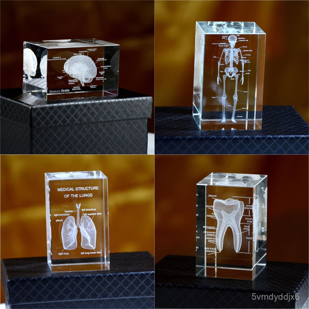 新品低價/免運 醫學內鵰擺件K9方體心臟肺部骨架牙齒大腦解剖立體圖 RC9K | 蝦皮購物