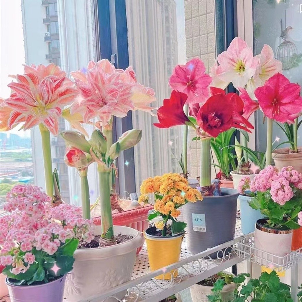 小樹盆栽 矮化日式盆栽Hippeastrum rutilum）精選大種球根超多款朱頂紅球莖可選擇 種子 花卉 花苗高產 | 蝦皮購物