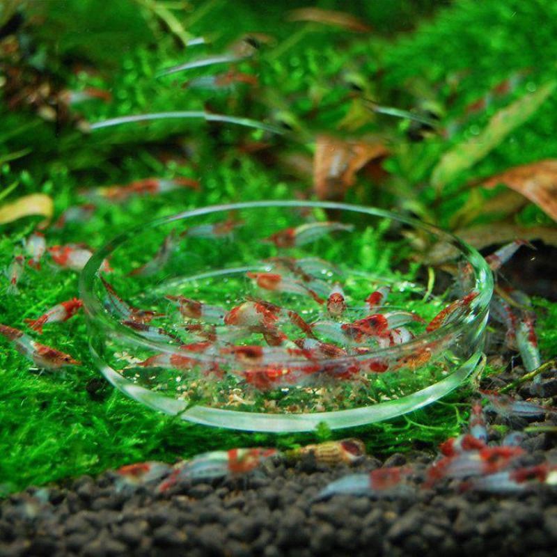 Glass Fish Tank Aquarium Food Feeding Disk Fish Shrimp Botto | 蝦皮購物