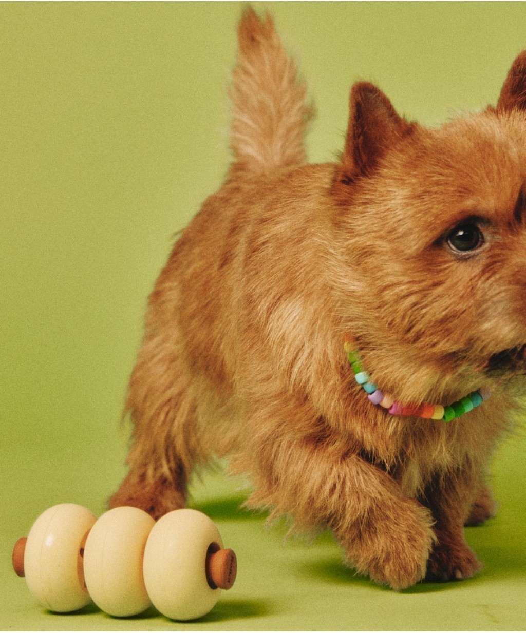 KAHU｜現貨｜韓國 Roika 多功能漏食玩具 Dango | 蝦皮購物