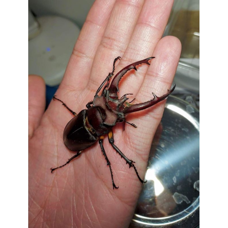 【可動模型】Lucanus formosanus 台深 #觀霧 #單公 #鍬形蟲 #成蟲模型 | 蝦皮購物