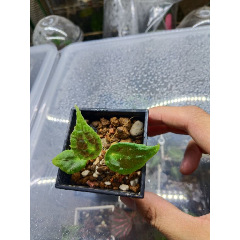 秋海棠交種 Begonia microsperma x staudtii (U690) | 蝦皮購物