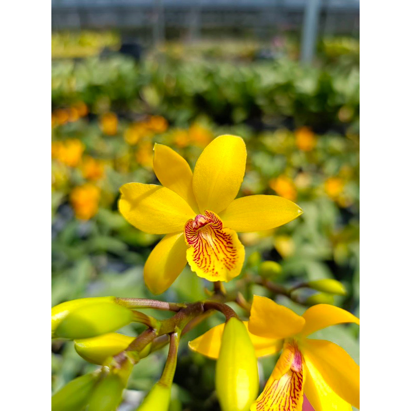 售 Epc.(Gcy) kyoguchi 珠仔蘭 花期長又香 售植株 | 蝦皮購物