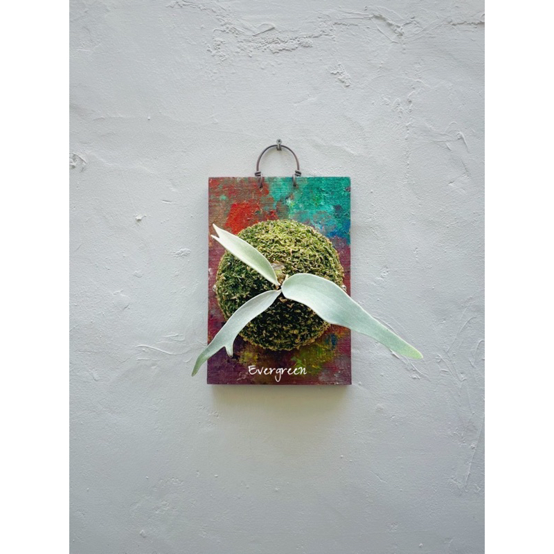 夜銀 P.veitchii silver “Nyx” thin | 蝦皮購物