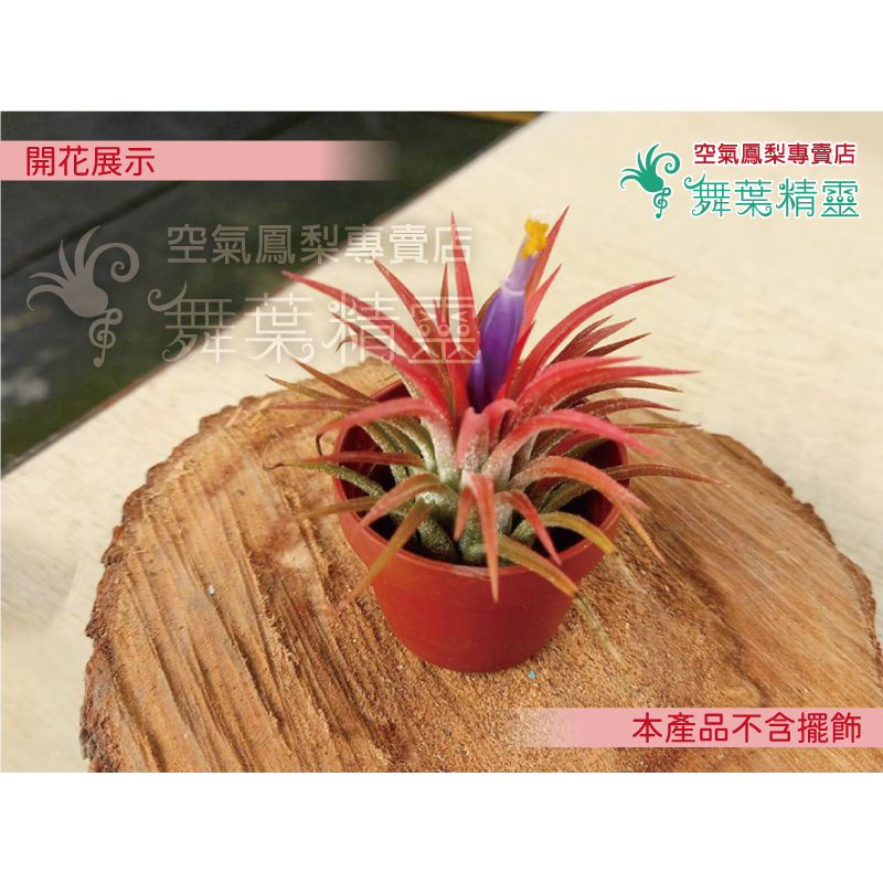 ★舞葉精靈★西雷達小精靈 ionantha selecta★☆植株☆空鳳☆ | 蝦皮購物