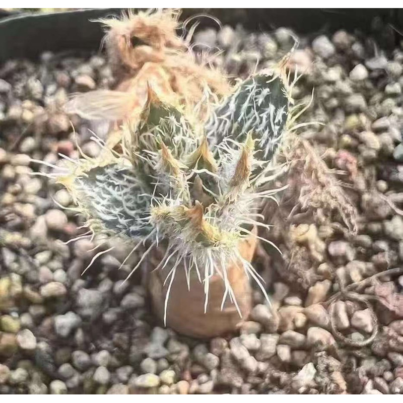 超大球根，金鋼鑽Gethyllis setosa | 蝦皮購物