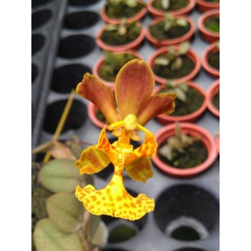稀有 迷你款 原生蘭 Oncidium limminghei 小蛾型文心蘭 | 蝦皮購物