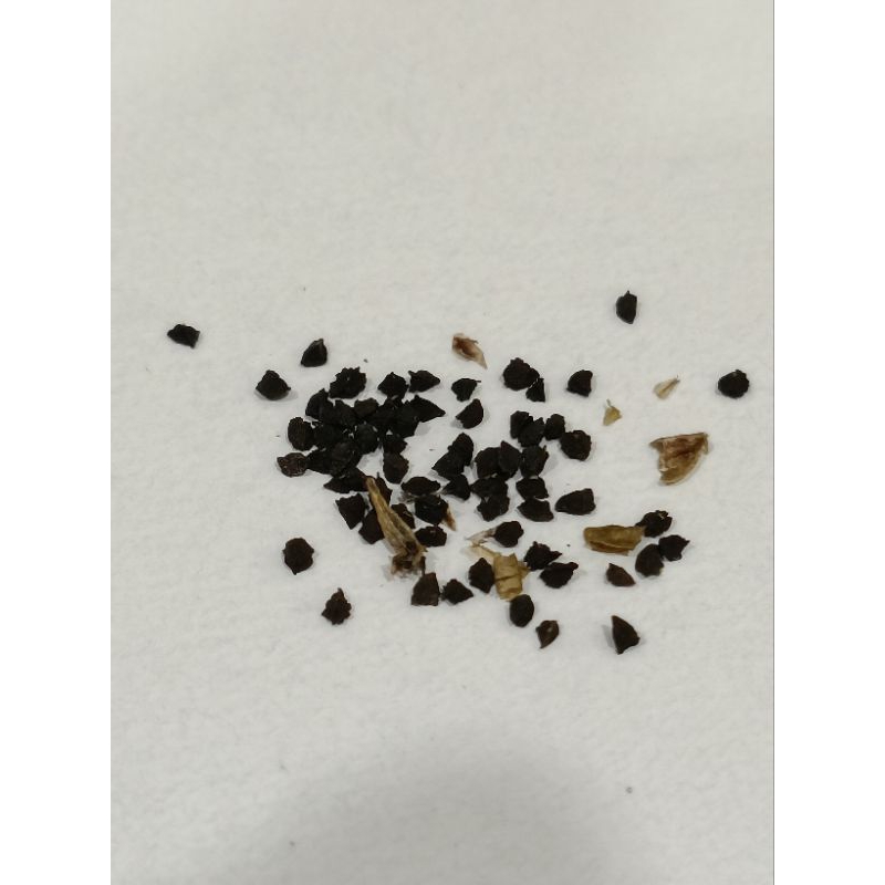 鱗芹屬（Bulbine sp. Nakaberg）種子 10粒 | 蝦皮購物
