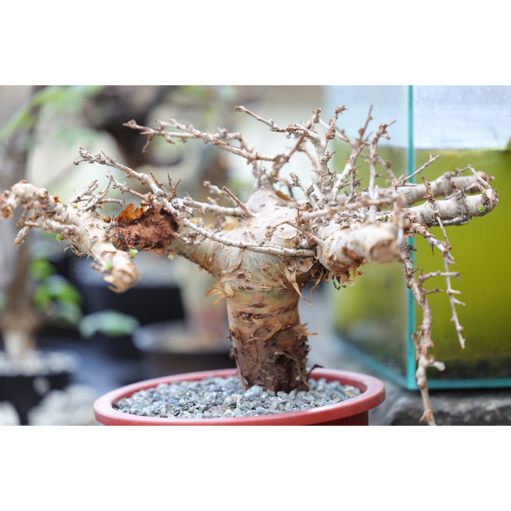 Commiphora Gowlello/塊根植物/稀有沒藥/極珍稀/銀綃沒藥 | 蝦皮購物