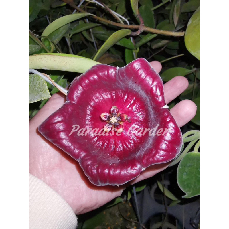 【天堂花園 Paradise Garden】黑色大碗公毬蘭Hoya gigas│毬蘭│觀葉植物│盆栽 | 蝦皮購物