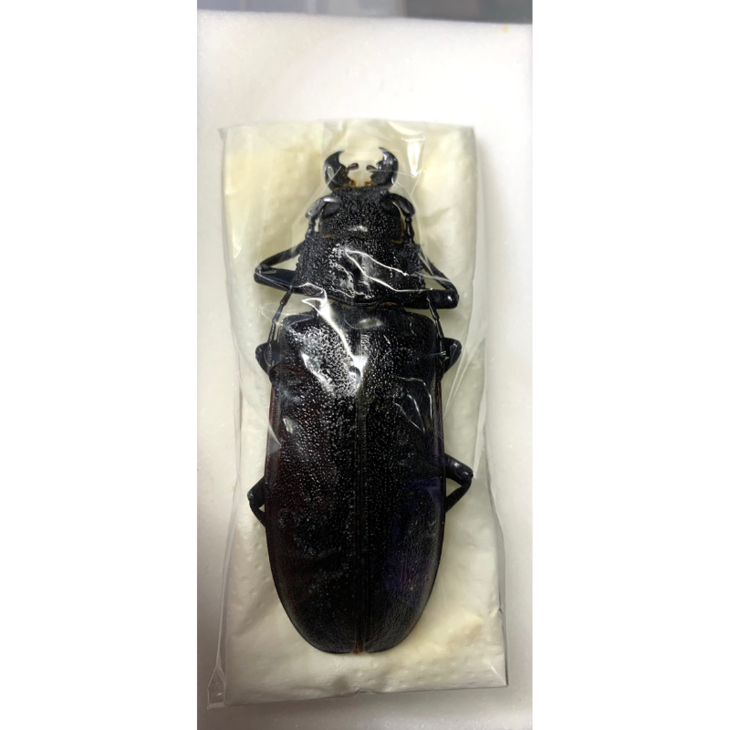 (Big size female) Physopleurus rugosus | 蝦皮購物