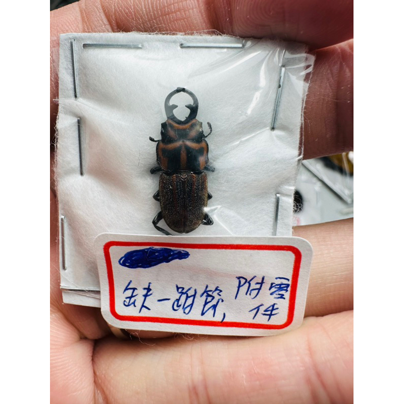 昆蟲標本 Aegognathus soulai | 蝦皮購物