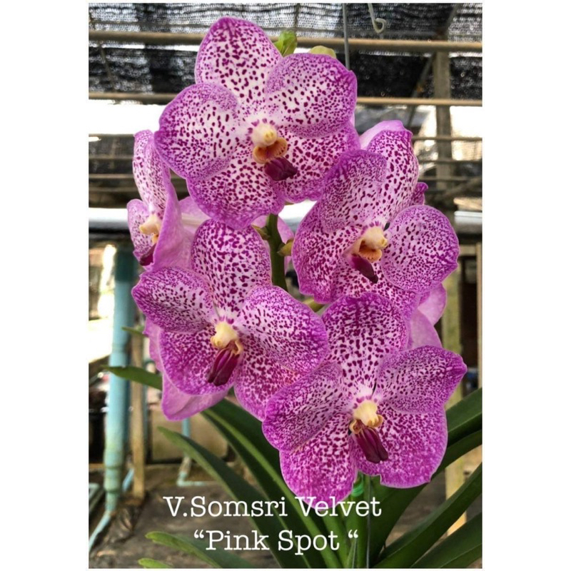 《總柴花園》中苗近成株！！V.Somsri Velvet “Pink spot” | 蝦皮購物