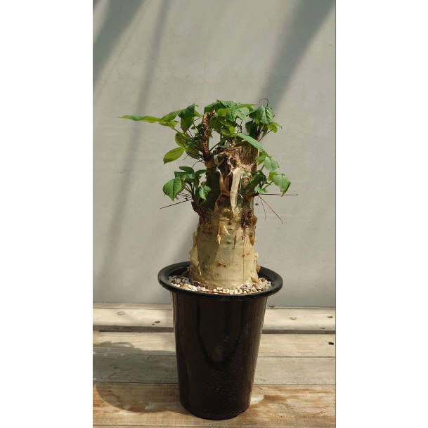 Commiphora unilobata 有你沒藥 種子 | 蝦皮購物
