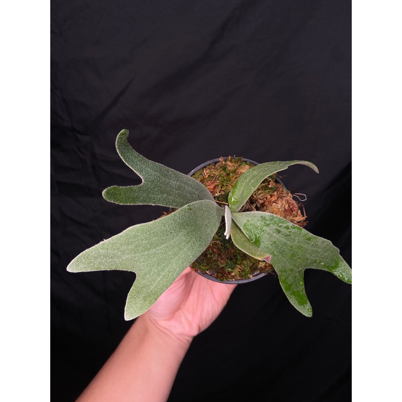 初代侏儒爪哇交種 P. willinckii Pygmaeum X Dwarf Tatsuta 細菌玉女澳銀爪哇可參考 | 蝦皮購物