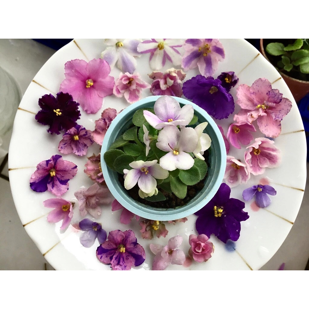 【花鳥風月】Kei-Yoki / 螢妖姬 - 非洲堇 / 非洲菫 / 非洲紫羅蘭 / 室內植物 | 蝦皮購物