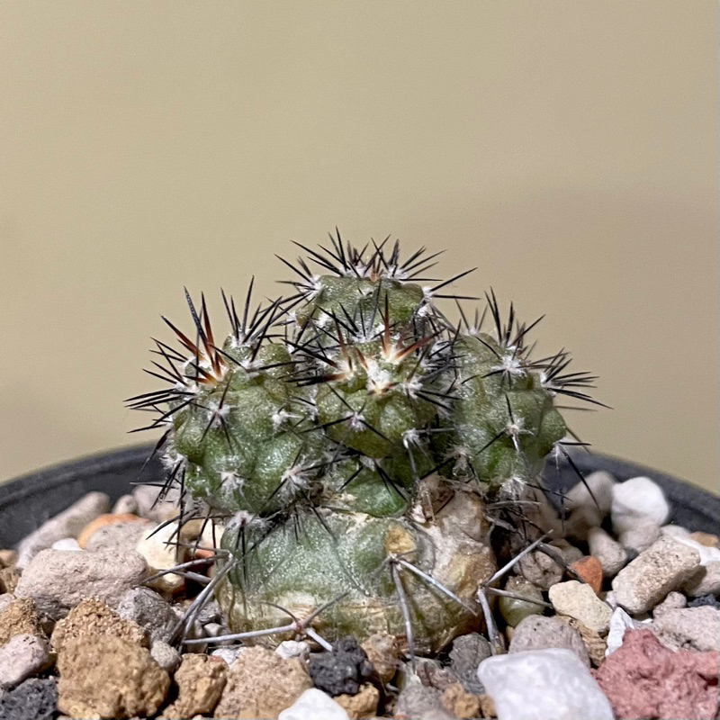 《植物語》copiapoa dealbata 黑士冠 實生 仙人掌 龍爪球屬 #多肉植物 | 蝦皮購物