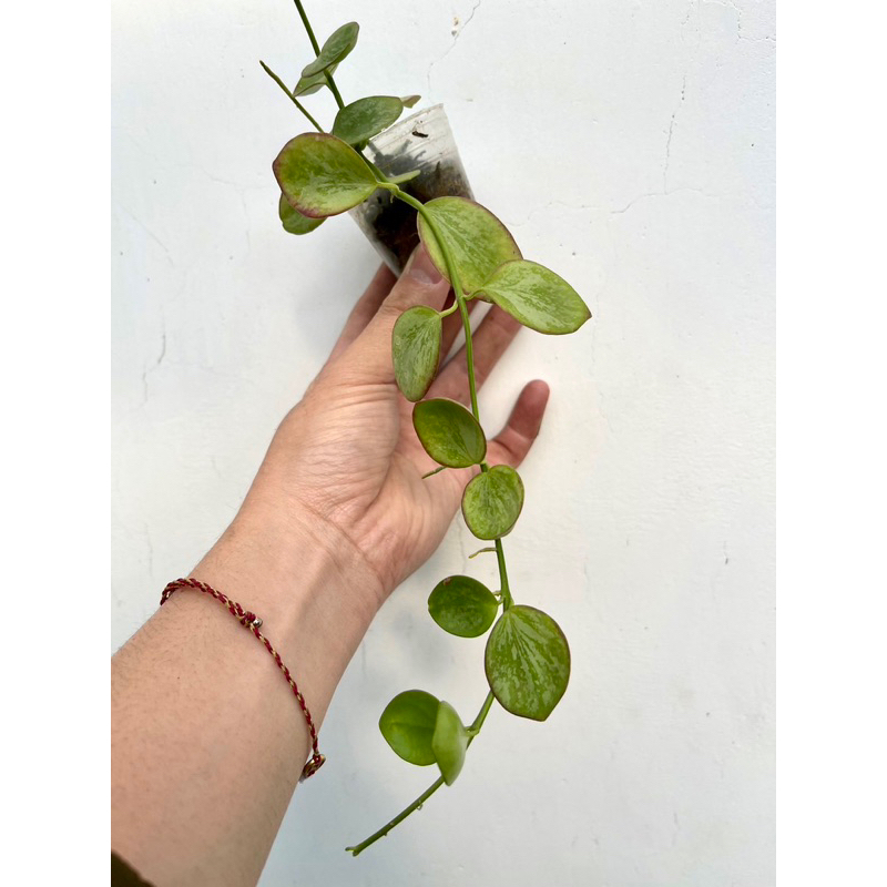 【天堂花園 Paradise Garden】 Hoya biakensis splash leaves│毬蘭│觀葉植物 | 蝦皮購物