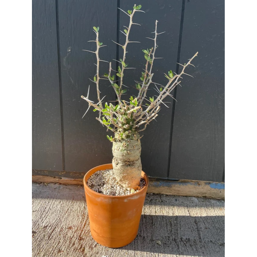 【塊根英雄】觀峰玉/Fouquieria columnaris/觀峰玉種子/福桂樹屬 | 蝦皮購物