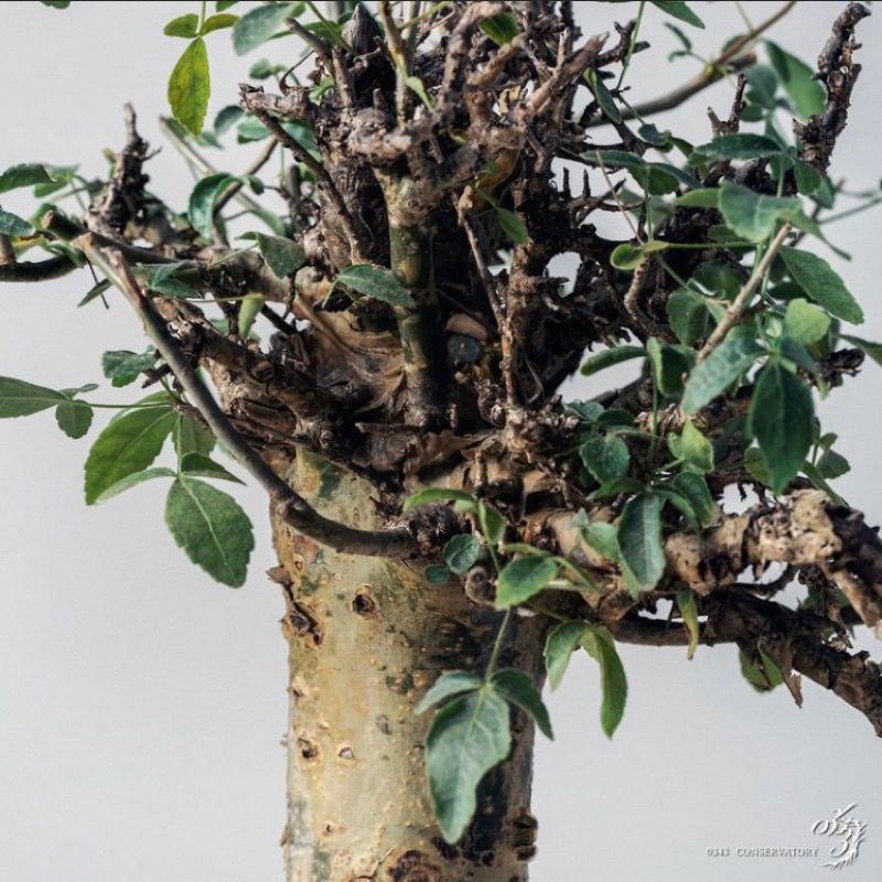 台北塊根｜Commiphora eminii 艾米沒藥 橄欖 多肉 塊根 | 蝦皮購物