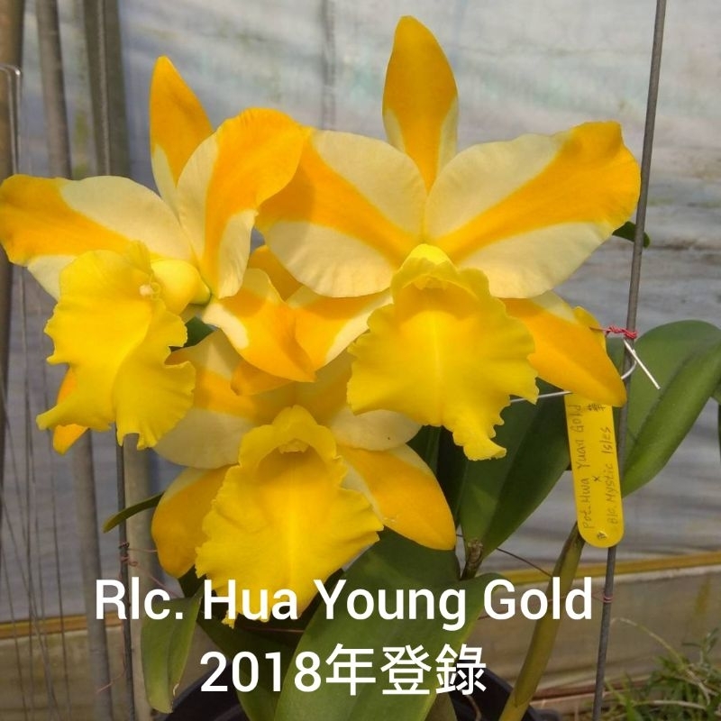 嘉德蘭園 新品種 Rlc.Hua Young Gold | 蝦皮購物