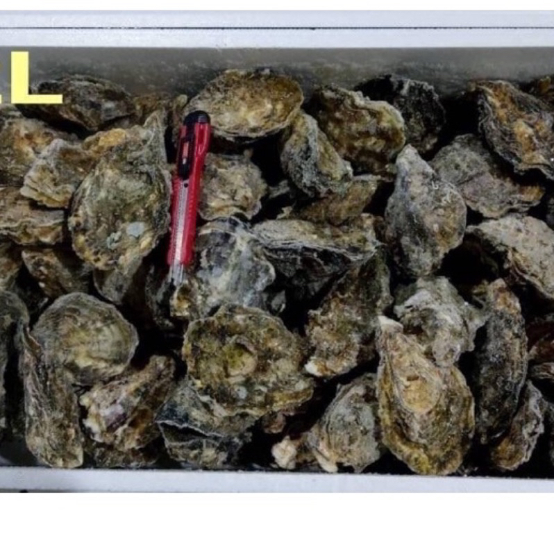 【NO.1】日本生食級全殼生蠔//全館799全家免運 | 蝦皮購物