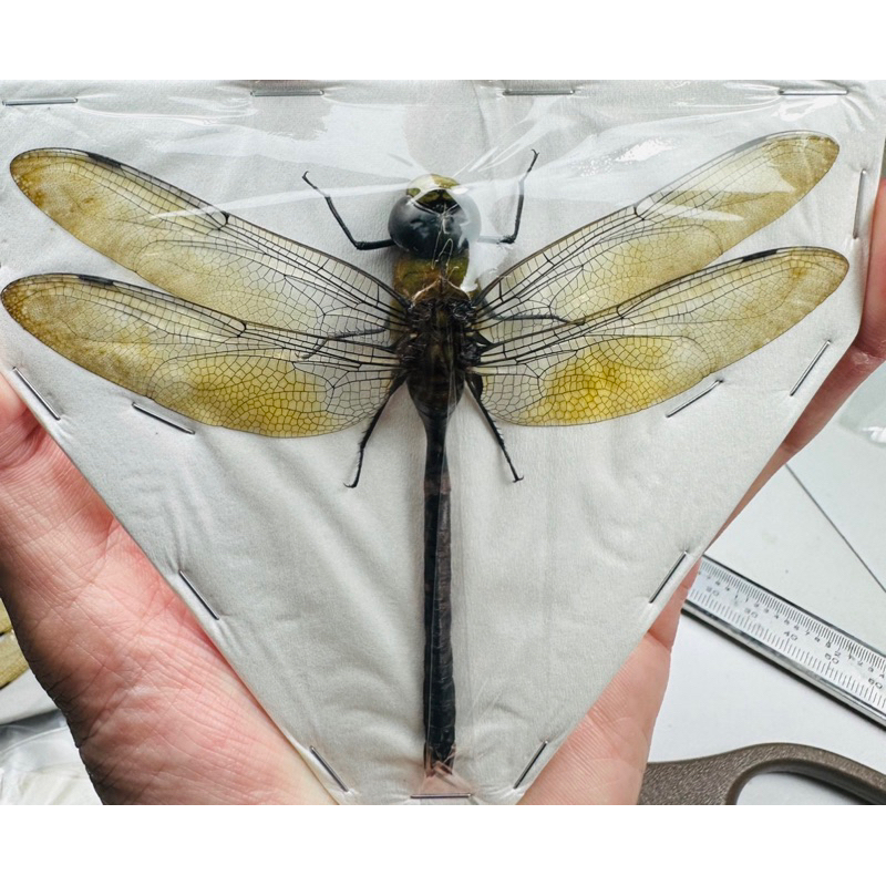 昆蟲標本 Anax gibbosulus 超大蜻蜓 長80-85mm 寬105-115mm | 蝦皮購物