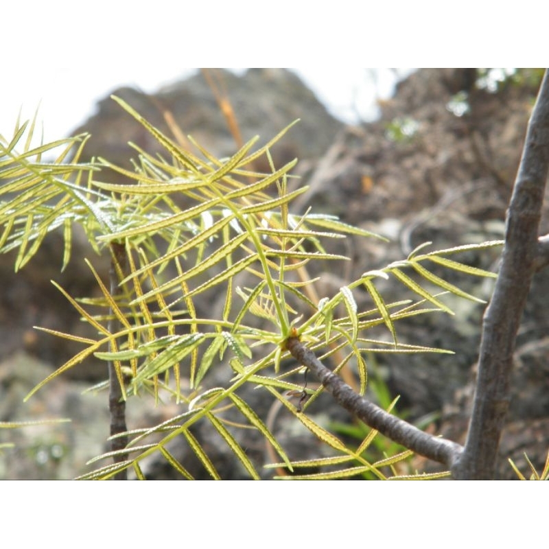 橄欖科 雙色裂欖 Bursera bicolor 種子 | 蝦皮購物
