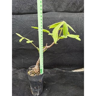 Bursera excelsa 裂欖 實生苗 | 蝦皮購物