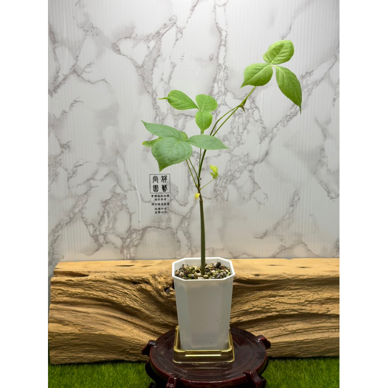 【業餘小農】有你沒藥 Commiphora unilobata [3寸盆]實生株 橄欖科 沒藥屬 收藏品 | 蝦皮購物