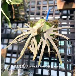侏儒爪哇玉女P.willinckii'Jade Girl' Sporeling | 蝦皮購物