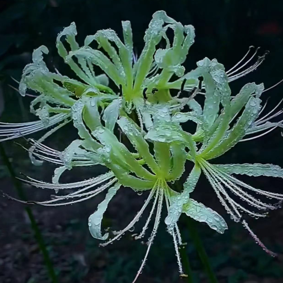 【石蒜種球】彼岸花 種根石蒜花曼珠沙華球根 陽臺 庭院 水培土培觀賞花卉種根 | 蝦皮購物