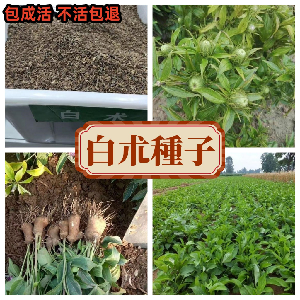 【白朮種子】Largehead Atractylodes Rh 白術 中草藥種子 庭院可種植 | 蝦皮購物