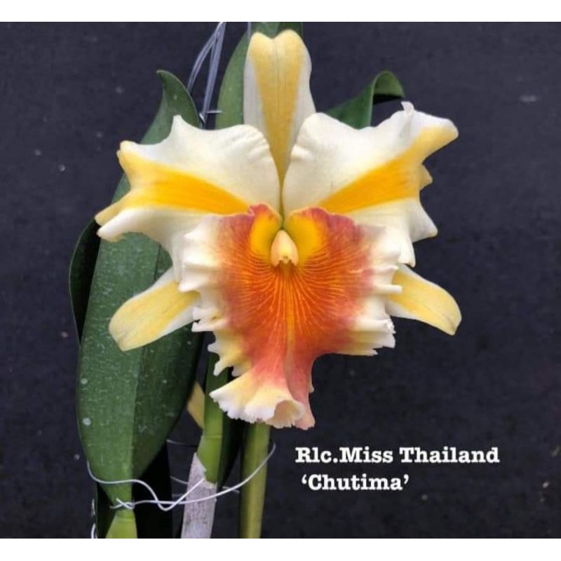 大眾蘭園 泰國嘉德利雅蘭 Rlc.Miss Thailand 'Chutima' | 蝦皮購物