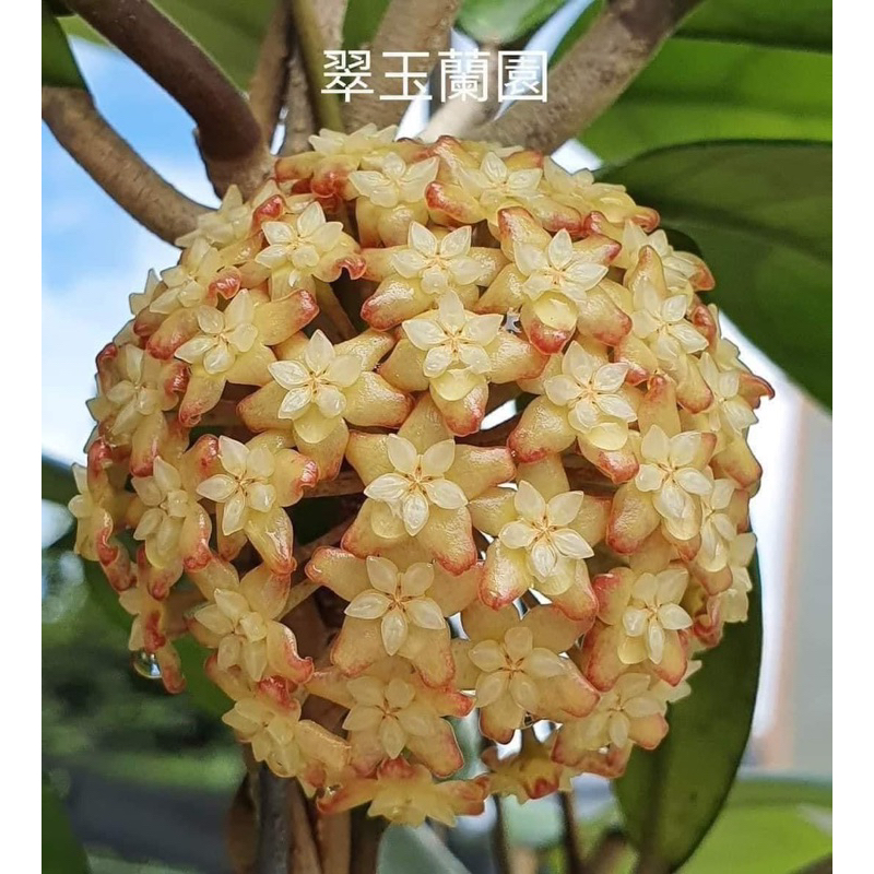 毬蘭 中提琴 Hoya cv viola 續花性 | 蝦皮購物