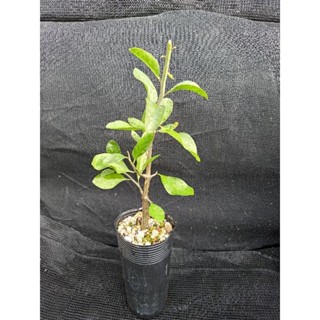 Commiphora rostrata var. reflexa 黑枝沒藥 羅森塔沒藥 實生苗 | 蝦皮購物