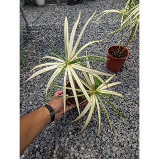 開心農元-水生植物- 斑葉輪傘草 斑葉輪傘莎草 Cyperus alternifolius 'Variegatus' | 蝦皮購物