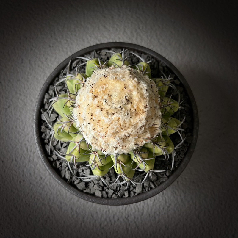 在台現貨 當天台灣岀貨 Discocactus tricornis 'Mascapaicha' 多肉植物 仙人掌 | 蝦皮購物