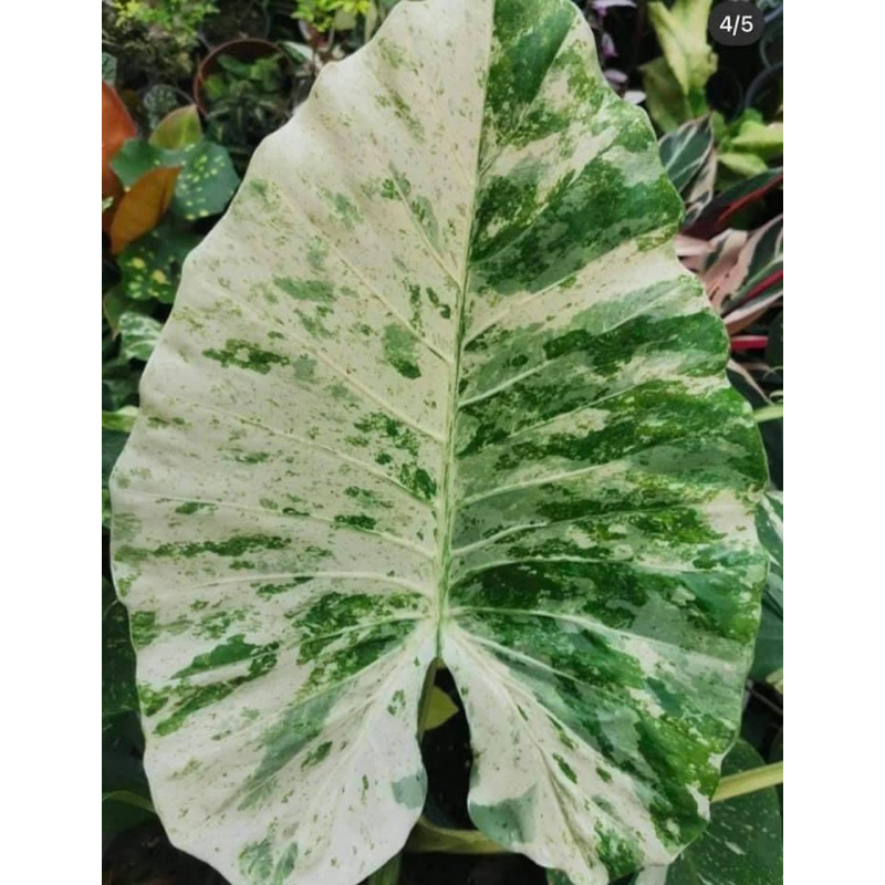 Alocasia Odora batik variegated | 蝦皮購物
