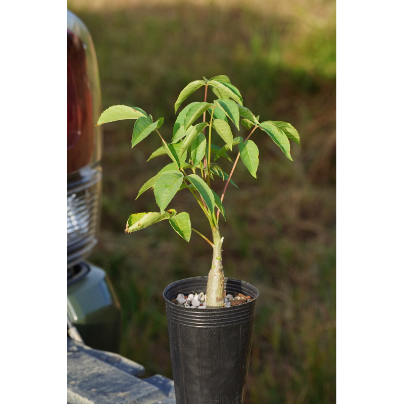 【花痴植人】有你沒藥 Commiphora unilobata | 蝦皮購物