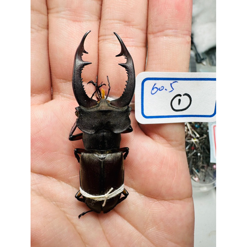 昆蟲標本（死的非活體） 寬叉深山Lucanus fonti 大型個體 | 蝦皮購物